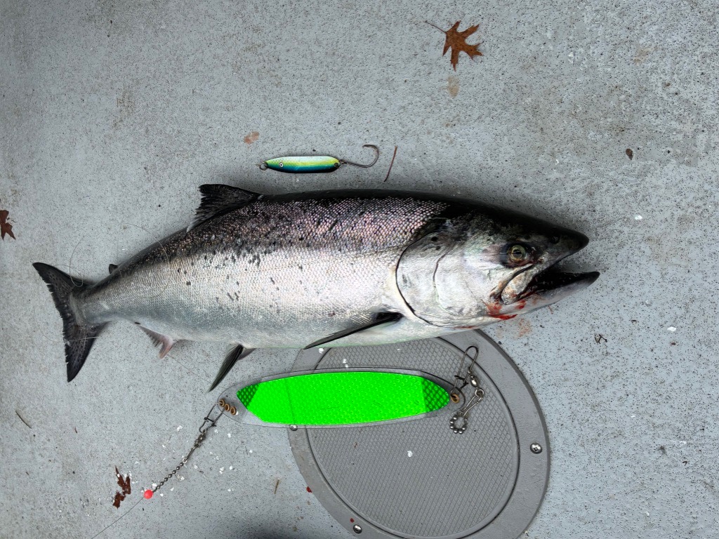 The Flasher vs Dodger Challenge. – castingaline.ca